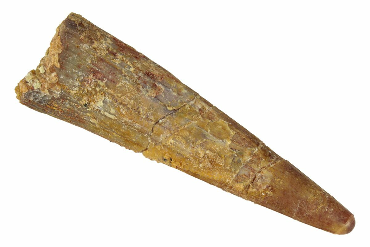 .99" Fossil Pterosaur (Siroccopteryx) Tooth - Morocco (#248936) For ...