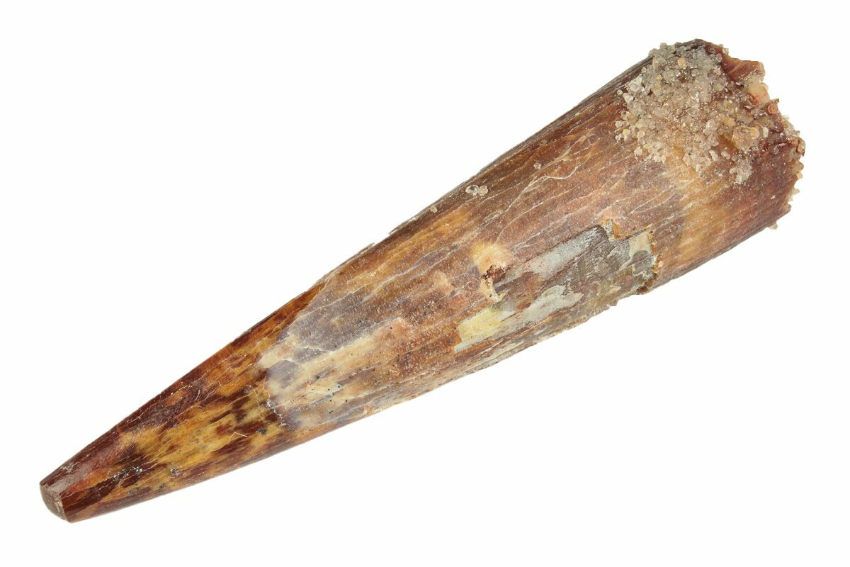 1.61" Fossil Pterosaur (Siroccopteryx) Tooth - Morocco (#248952) For ...