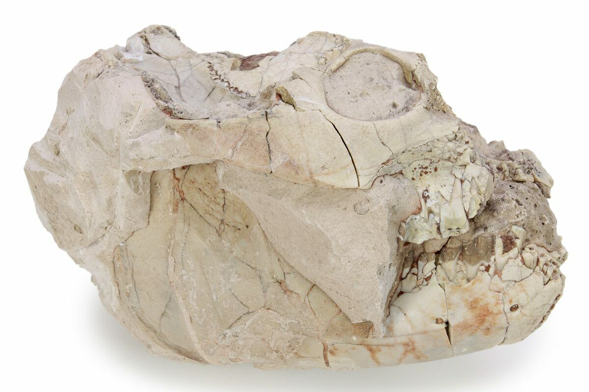 Bargain, 3.9" Fossil Oreodont (Leptauchenia) Skull - South Dakota ...