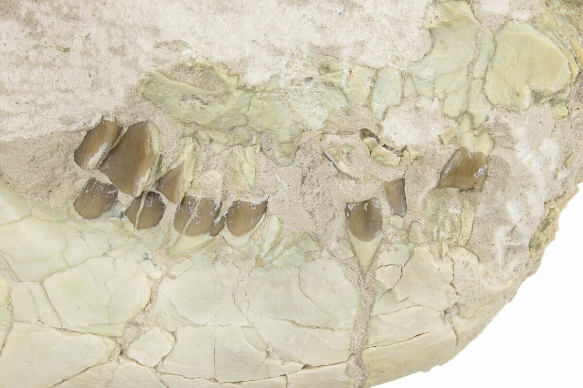 Bargain, 4.4" Fossil Oreodont (Leptauchenia) Skull - South Dakota ...