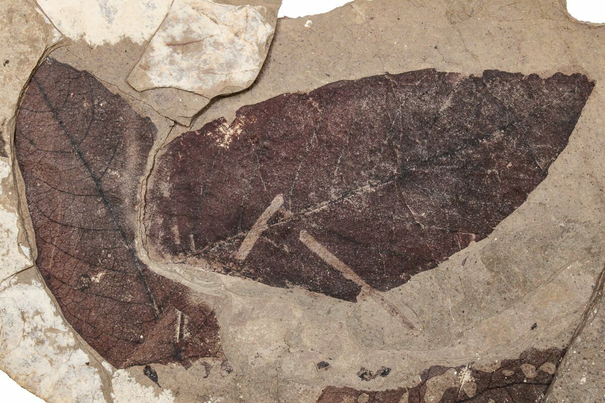 6" Fossil Plant (Fagus) Plate - McAbee, BC (#248979) For Sale ...