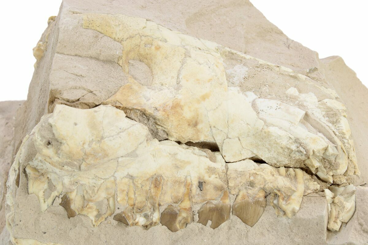 Partial, Fossil Oreodont (Merycoidodon) Skull - South Dakota (#249269 ...