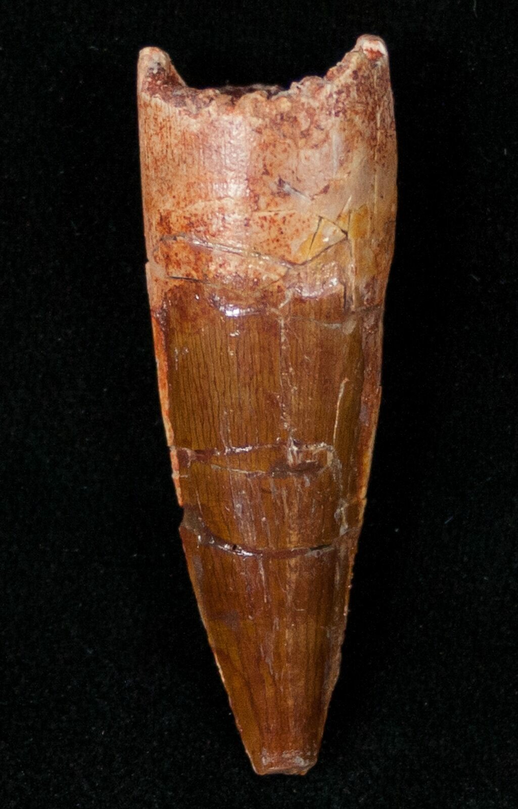1.67" Spinosaurus Tooth - Aquatic Dinosaur (#14738) For Sale ...
