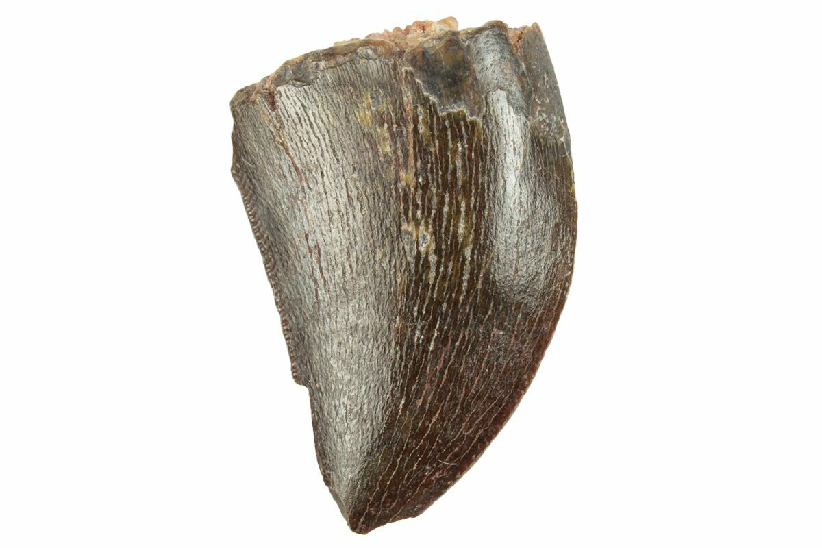 Serrated, .84" Juvenile Carcharodontosaurus Tooth (#249430) For Sale ...