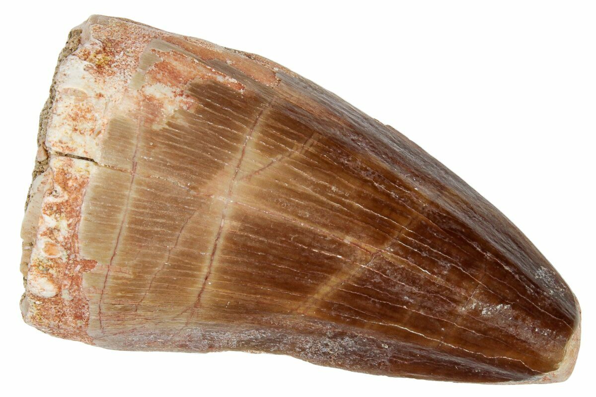 1.6" Fossil Mosasaur (Prognathodon) Tooth - Morocco (#249739) For Sale ...