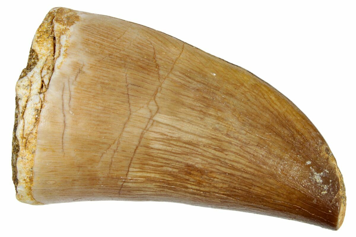 1.59" Fossil Mosasaur (Prognathodon) Tooth - Morocco (#249800) For Sale ...