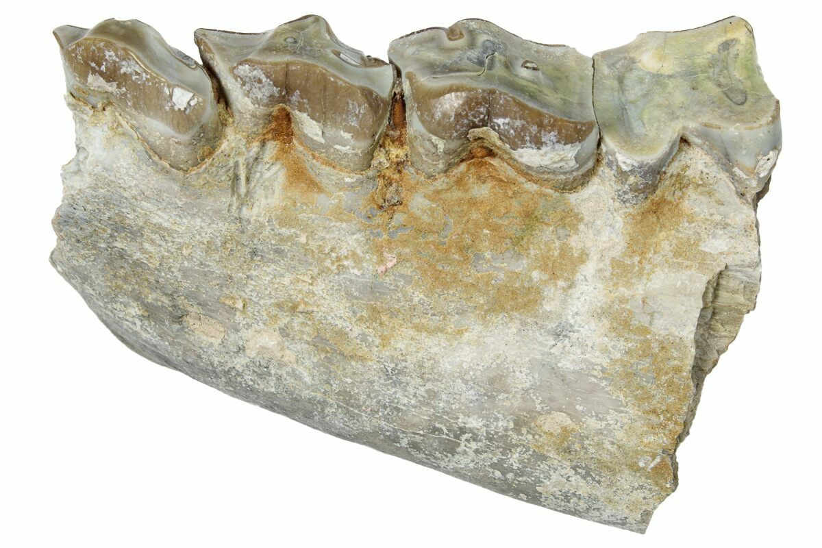 2.15" Oreodont (Merycoidodon) Jaw Section - South Dakota (#250132) For ...