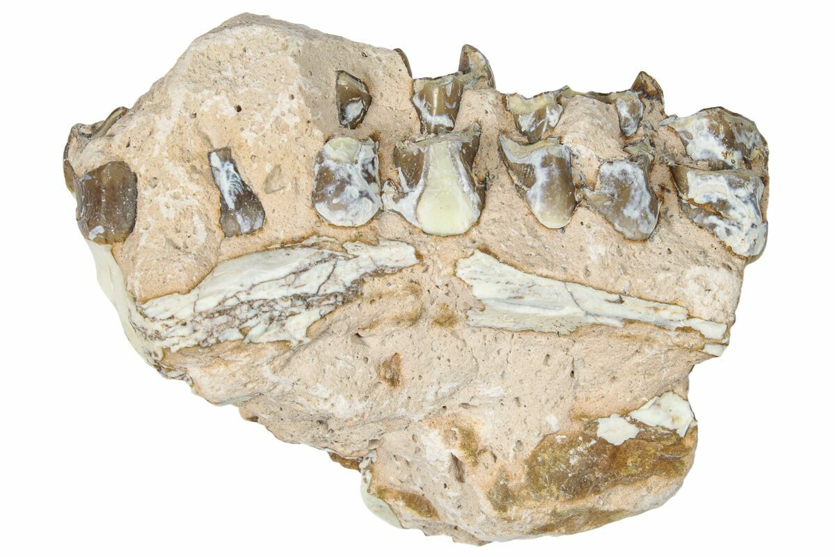 2.05" Oreodont (Merycoidodon) Jaw Section - South Dakota (#250143) For ...