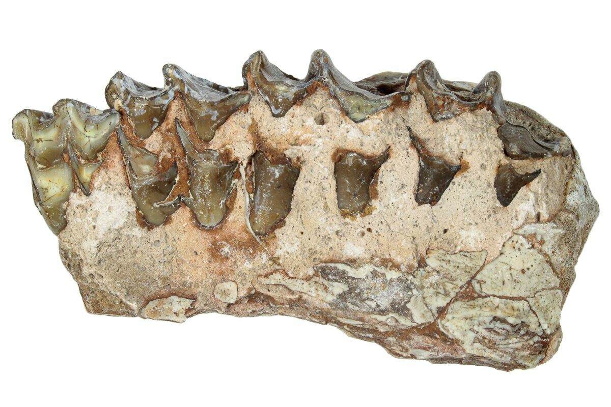 2.2" Oreodont (Merycoidodon) Jaw Section - South Dakota (#250159) For ...
