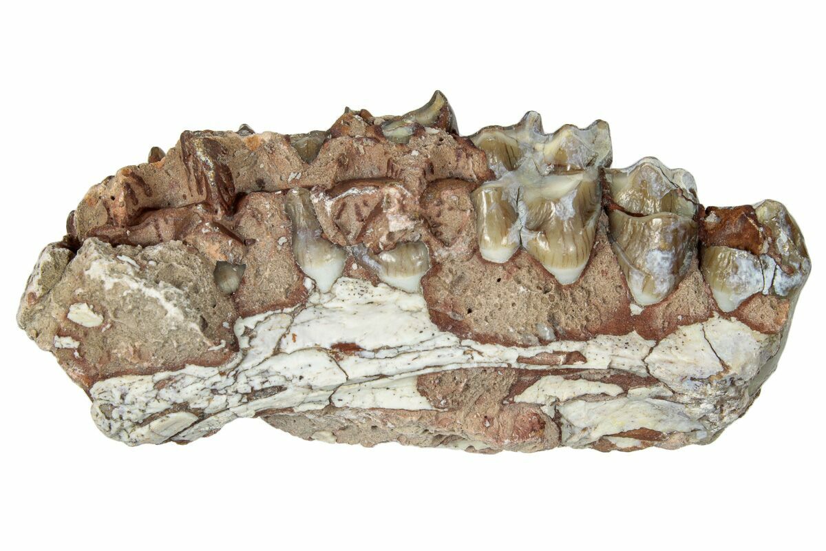 2.25" Oreodont (Merycoidodon) Jaw Section - South Dakota (#250164) For ...