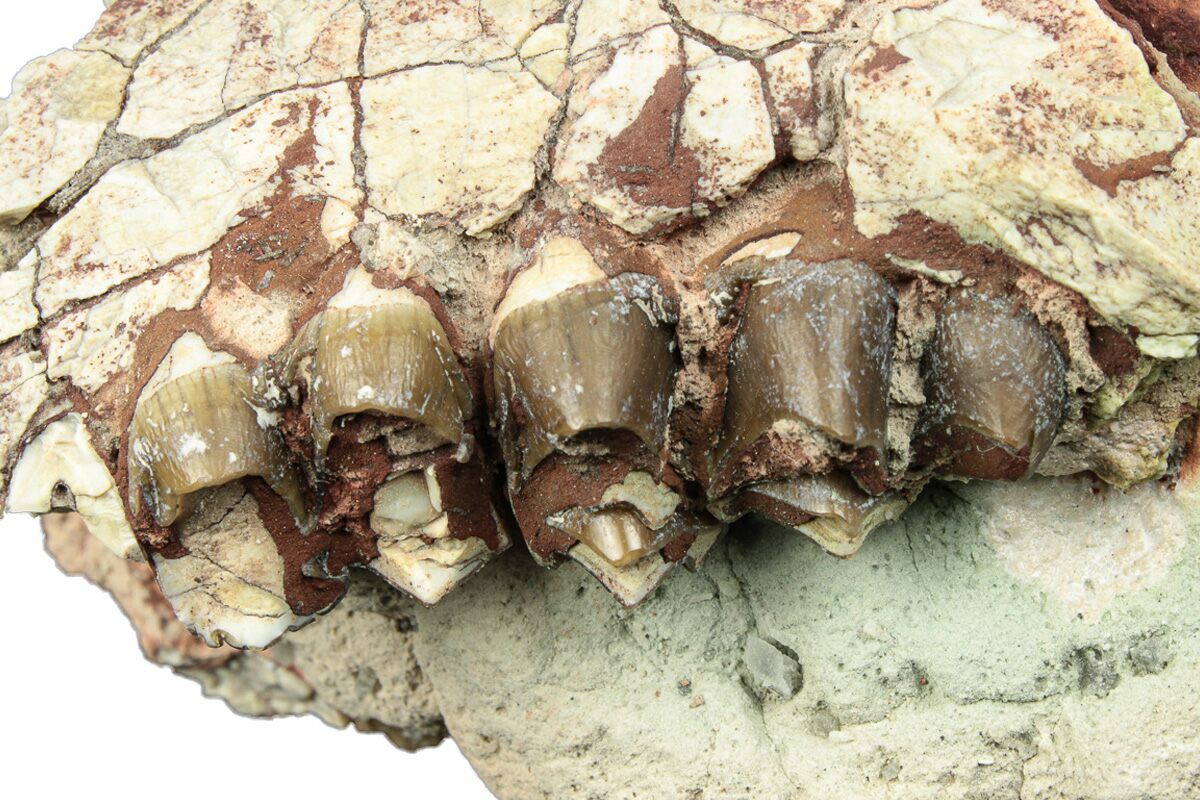 Bargain, 3.4" Fossil Oreodont (Merycoidodon) Jaw - South Dakota ...