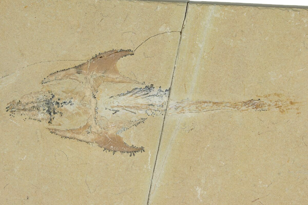 4.3" Cretaceous Crusher Fish (Coccodus) - Hjoula, Lebanon (#250181) For ...