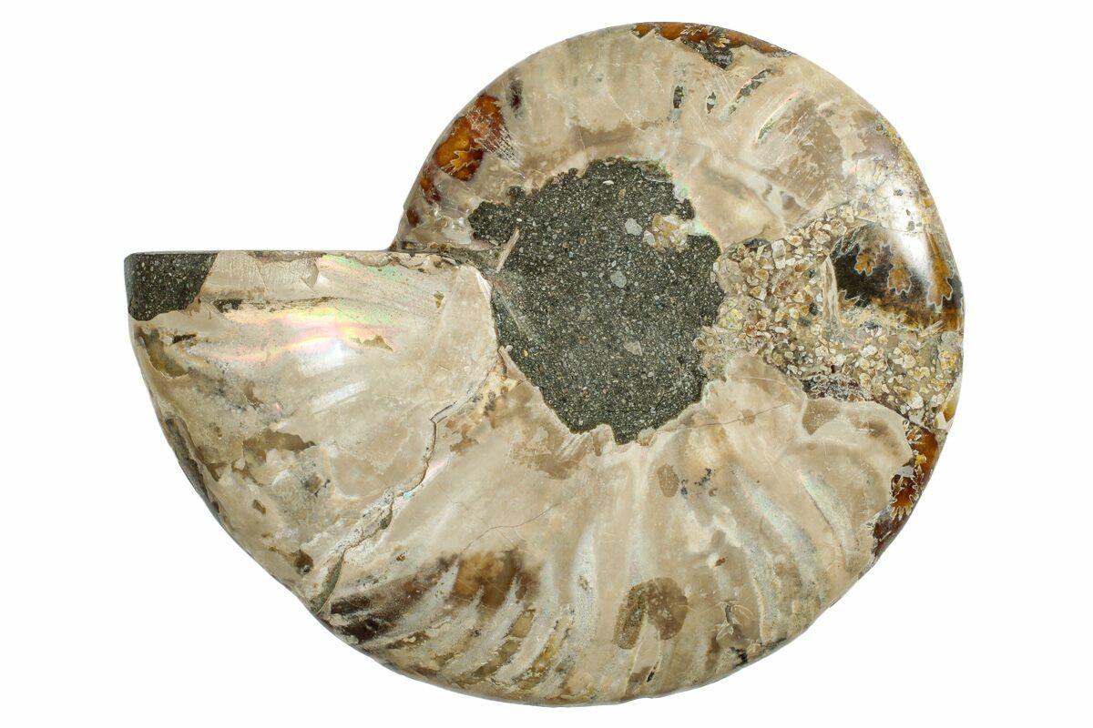 4.7" Cut & Polished Ammonite Fossil (Half) - Madagascar (#250385) For ...