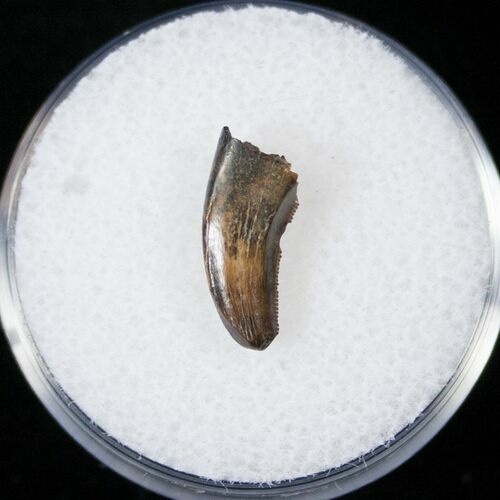 .47" Raptor (Dromaeosaur) Tooth - Judith River (#14796) For Sale ...