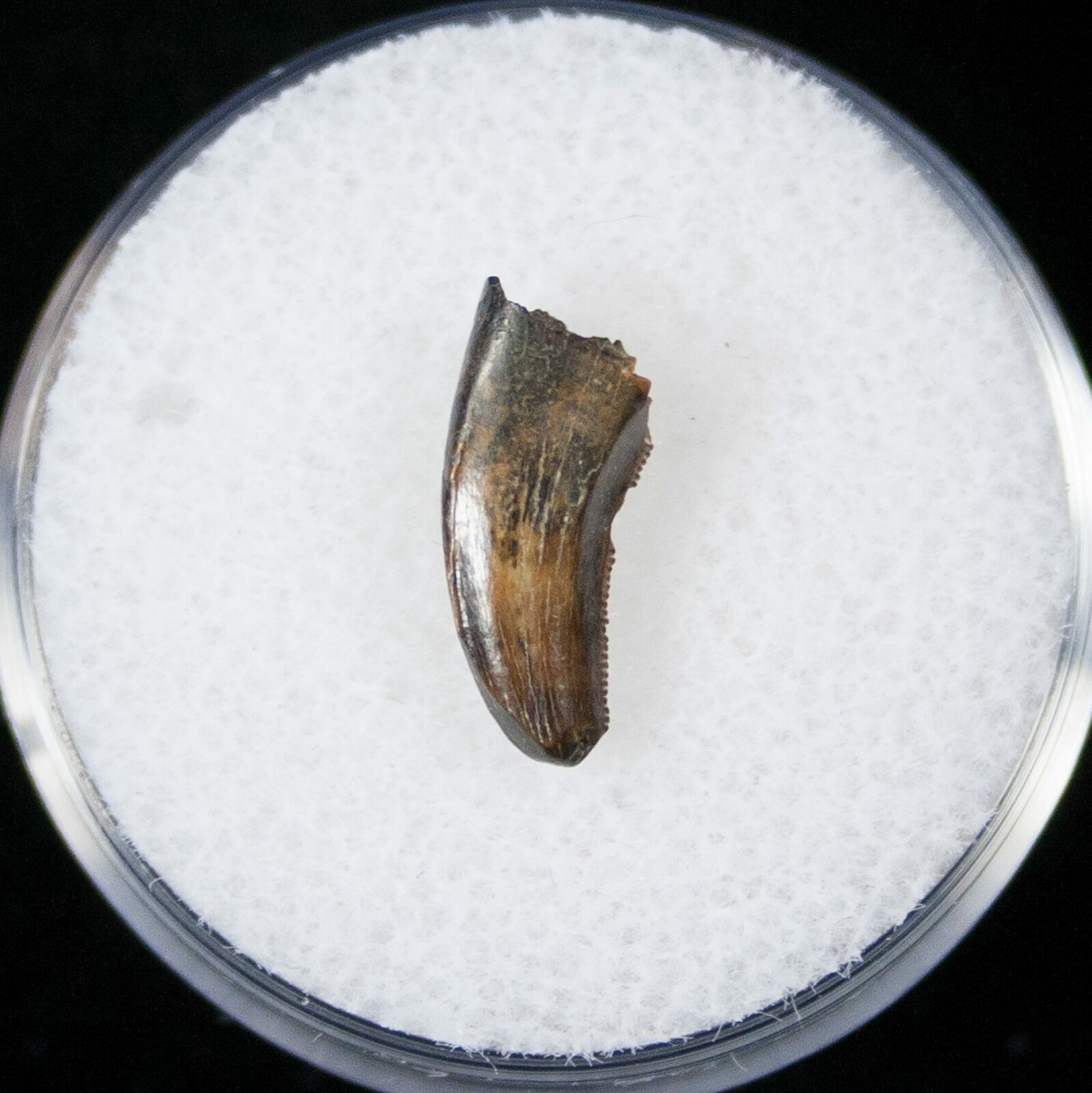.47" Raptor (Dromaeosaur) Tooth - Judith River (#14796) For Sale ...