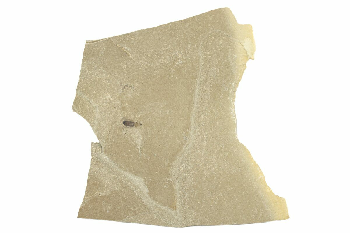 .22" Fossil Fly (Diptera) - Green River Formation, Colorado (#250728 ...