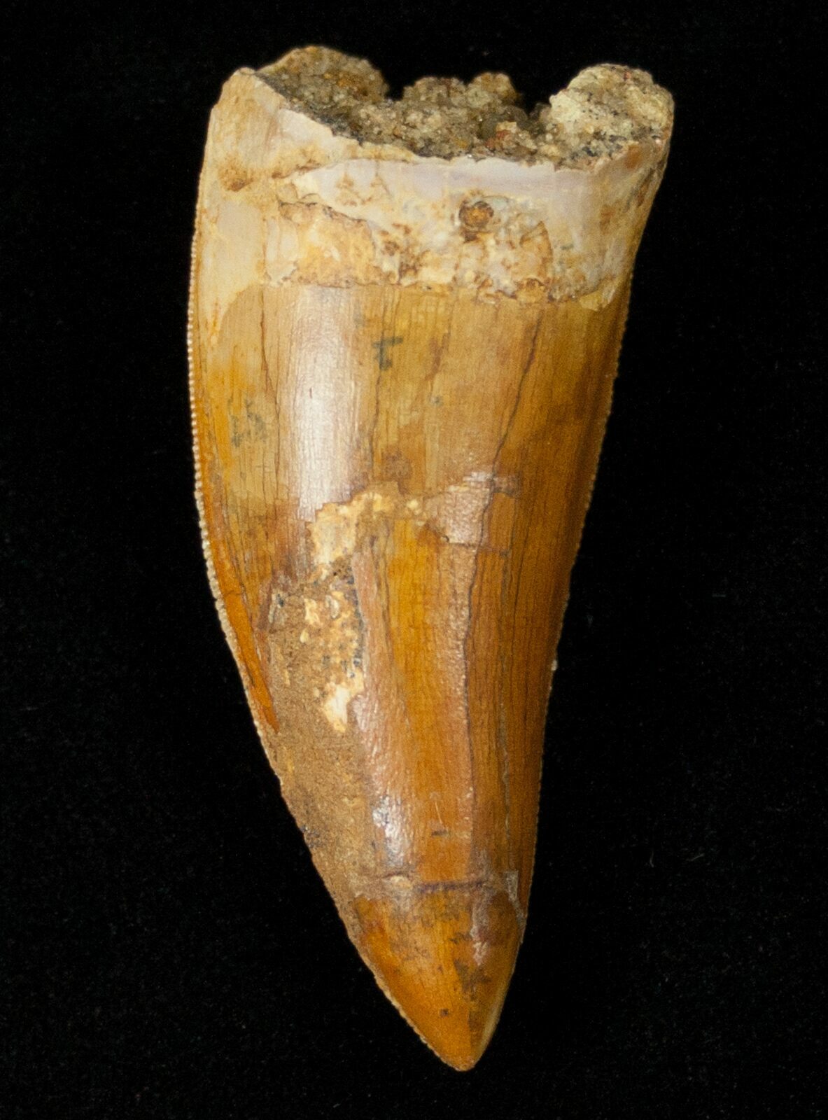 Thick 2.11" Carcharodontosaurus Tooth For Sale (#14802) - FossilEra.com