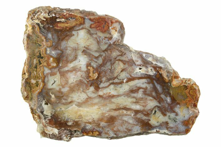 5.5" Polished Agate Slice - Wyoming (#250946) For Sale - FossilEra.com