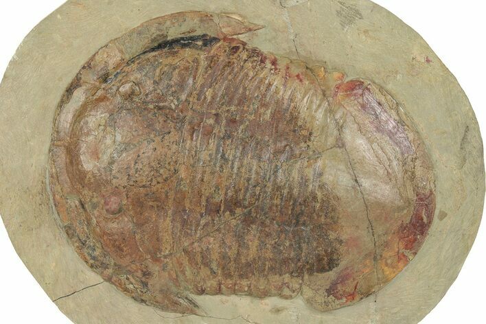 8" Large Asaphid Trilobite - Fezouata Formation, Morocco (#251157) For ...