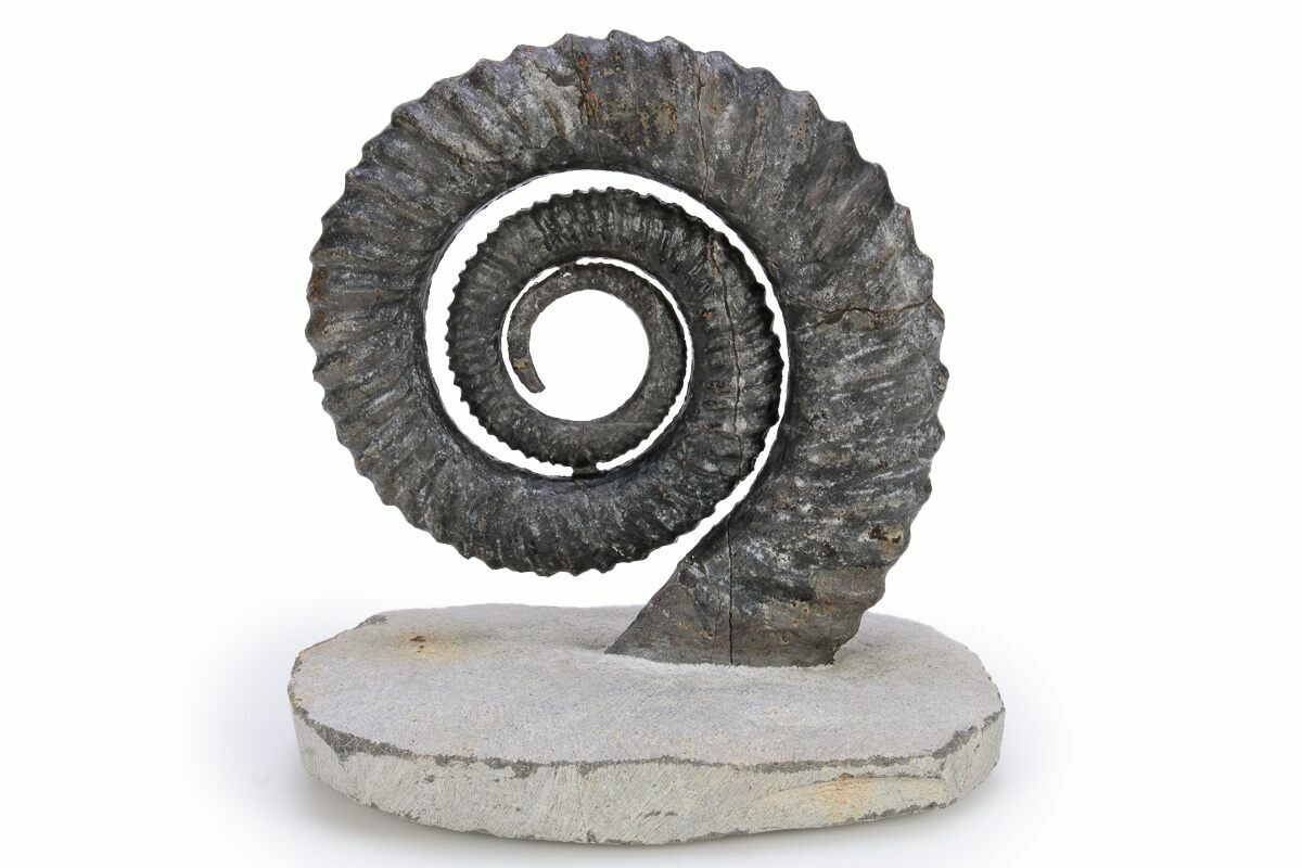 3.4" Early Devonian Ammonoid (Anetoceras) - Tazarine, Morocco (#251159 ...