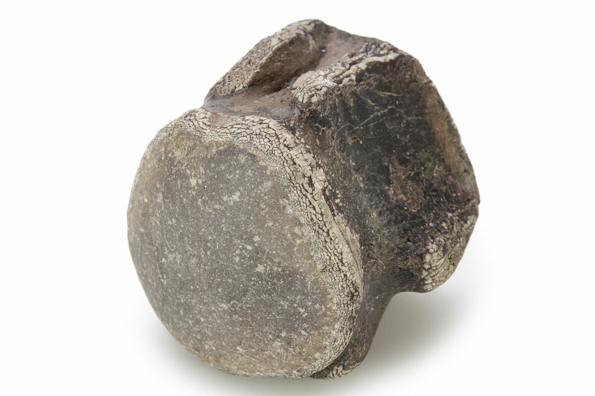 1.9" Fossil Mosasaur (Clidastes) Vertebra - Texas (#251252) For Sale ...