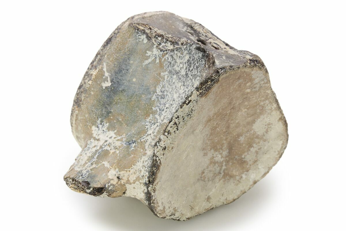 2.8" Fossil Mosasaur (Clidastes) Vertebra - Texas (#251258) For Sale ...