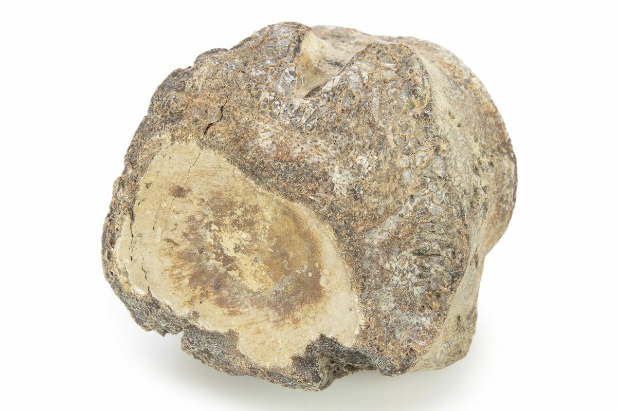 1.7" Fossil Mosasaur (Clidastes) Vertebra - Texas (#251251) For Sale ...