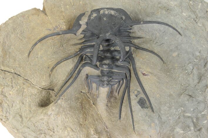 3.7" Spiny Dicranurus Trilobite - Atchana, Morocco (#251447) For Sale ...
