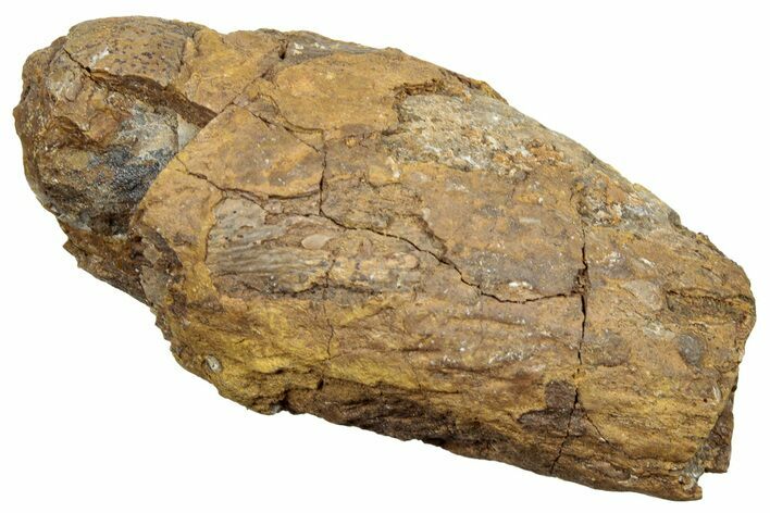 1.55" Fossil Synapsid/Amphibian Coprolite (Fossil Poop) - Texas ...