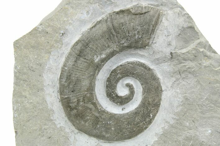 2.65" Cretaceous Ammonite (Crioceratites) Fossil - France (#251709) For ...