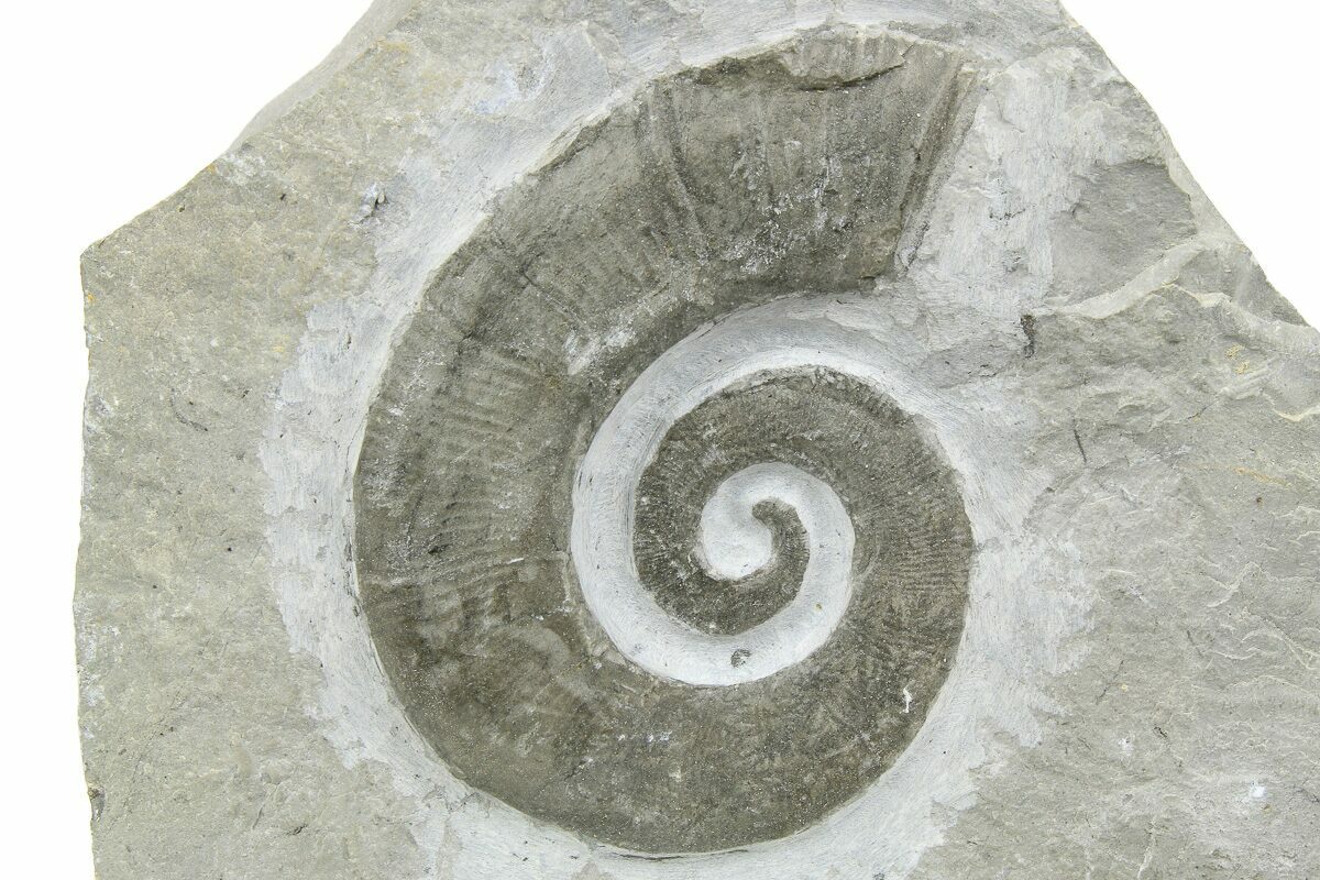 2.65" Cretaceous Ammonite (Crioceratites) Fossil - France (#251709) For ...
