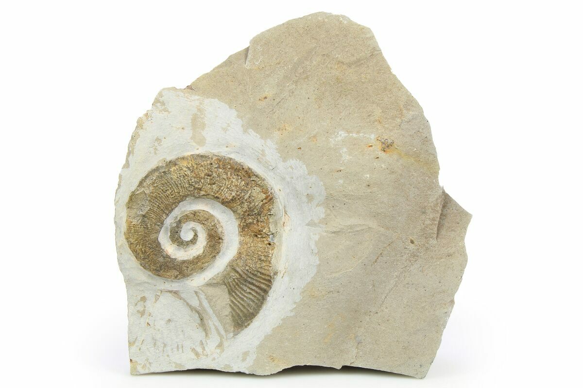 2" Cretaceous Ammonite (Crioceratites) Fossil - France (#251710) For ...