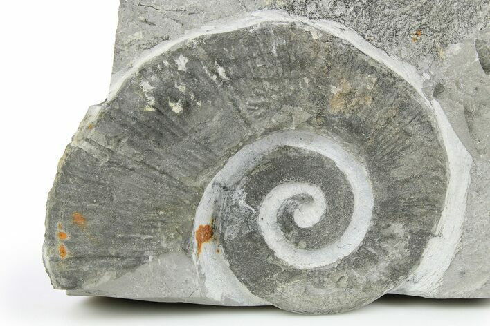 3.55" Cretaceous Ammonite (Crioceratites) Fossil - France (#251711) For ...