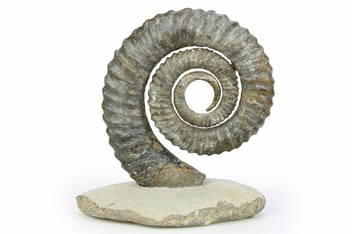 3.6" Early Devonian Ammonoid (Anetoceras) - Tazarine, Morocco (#251767 ...