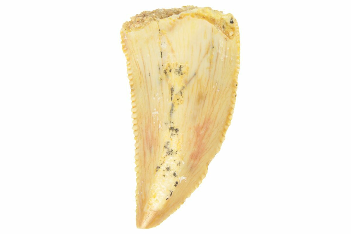 Serrated, .60" Raptor Tooth - Real Dinosaur Tooth (#251808) For Sale ...