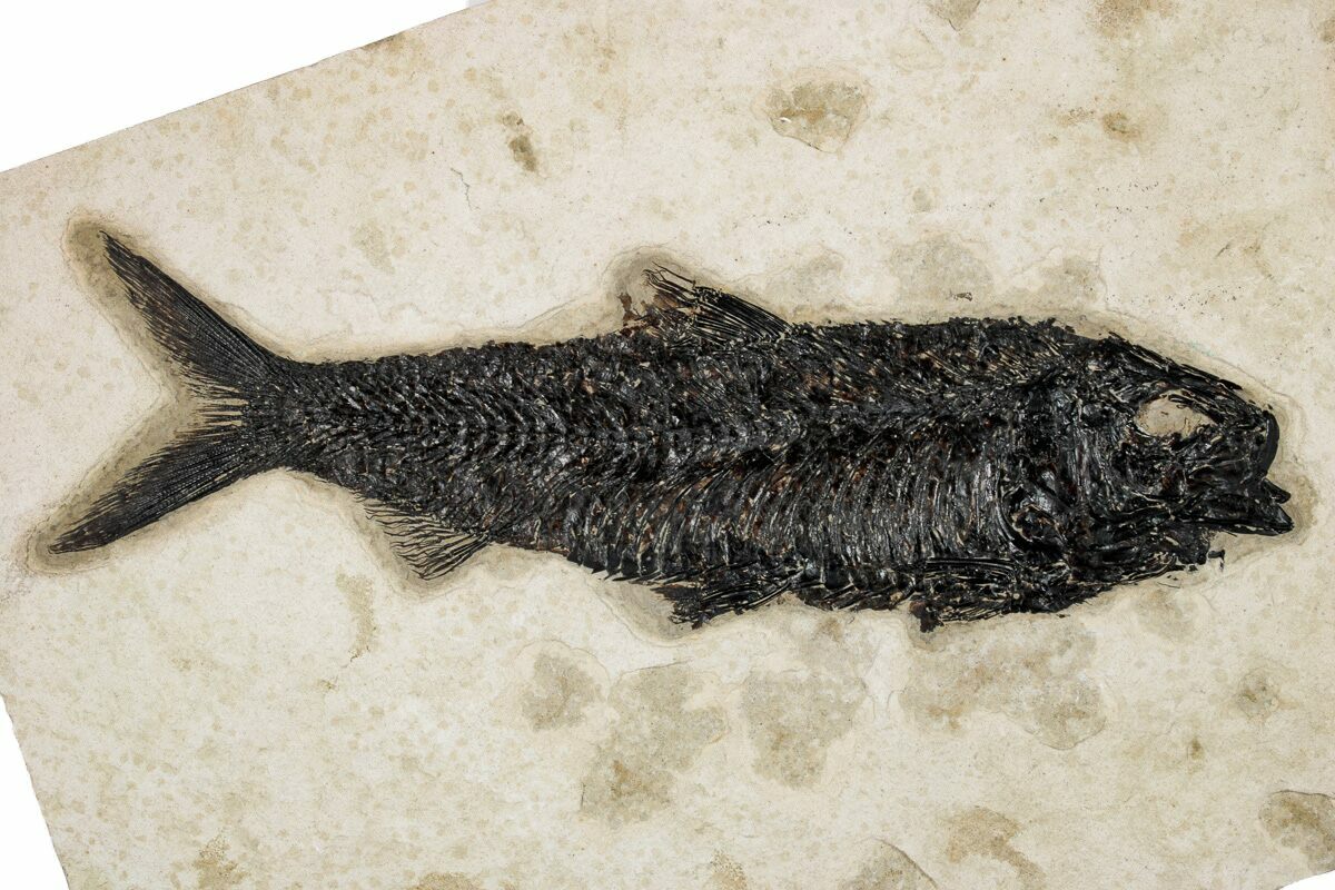 7" Fossil Fish (Knightia) - Huge For Species! (#251865) For Sale ...