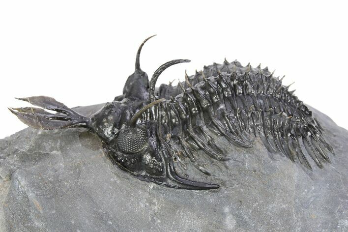 2.6" Short Trident Walliserops Trilobite - Timrzit, Morocco (#251906 ...