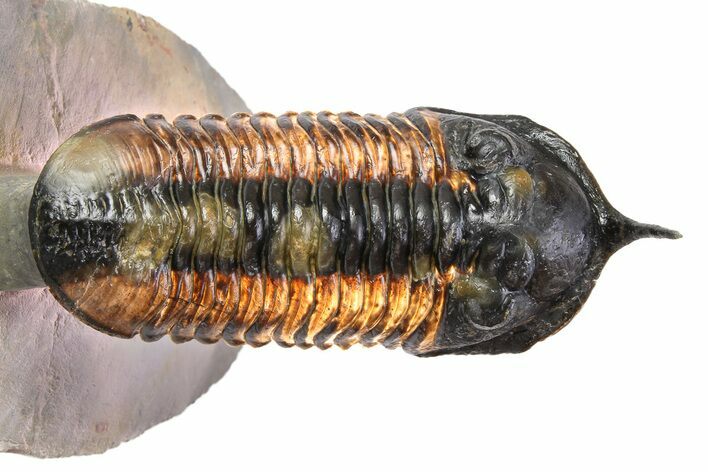 Huge, 3.7" Morocconites Trilobite Fossil - Rock Removed Under Shell ...