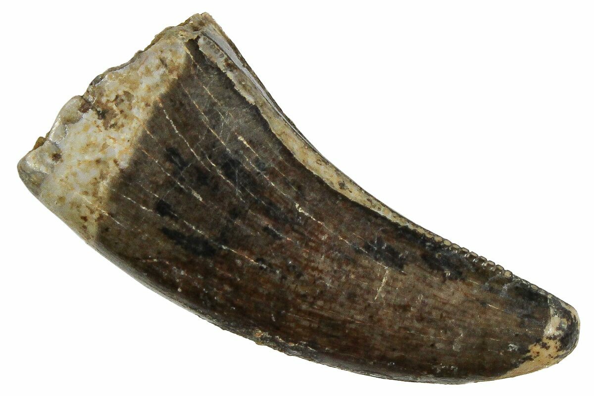 .82" Tyrannosaur (Nanotyrannus?) Tooth - Montana (#251932) For Sale ...