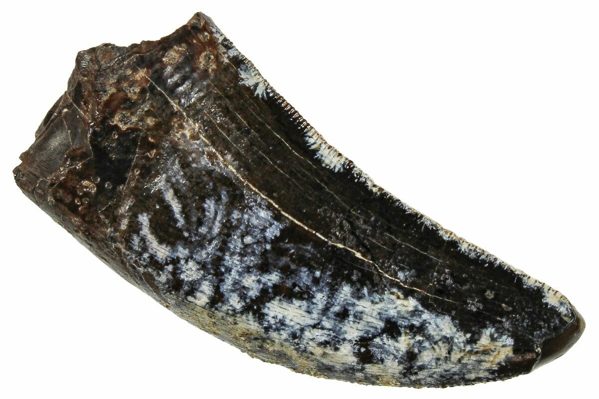 Serrated, 1.20" Tyrannosaur (Nanotyrannus?) Tooth - Montana (#251934 ...