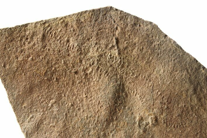 9.3" Cruziana (Fossil Trilobite Trackway) - Morocco (#251957) For Sale ...