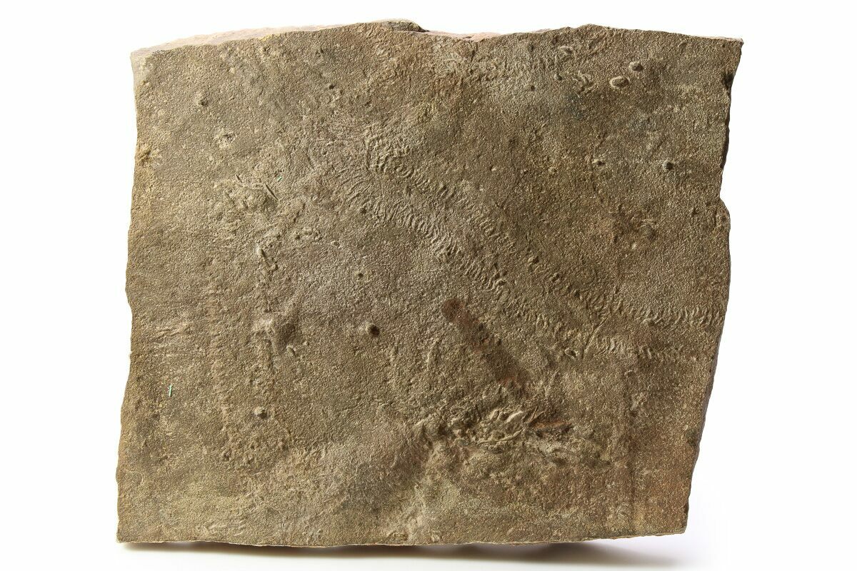 9.9" Cruziana (Fossil Trilobite Trackway) Plate - Morocco (#251961) For Sale - FossilEra.com