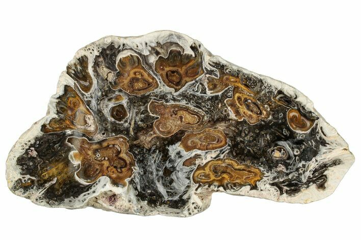 3.25" Cretaceous Petrified Tree Fern (Tempskya) Slab - North Carolina ...