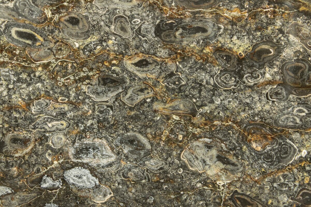 4.15" Cretaceous Petrified Tree Fern (Tempskya) Slab - North Carolina ...