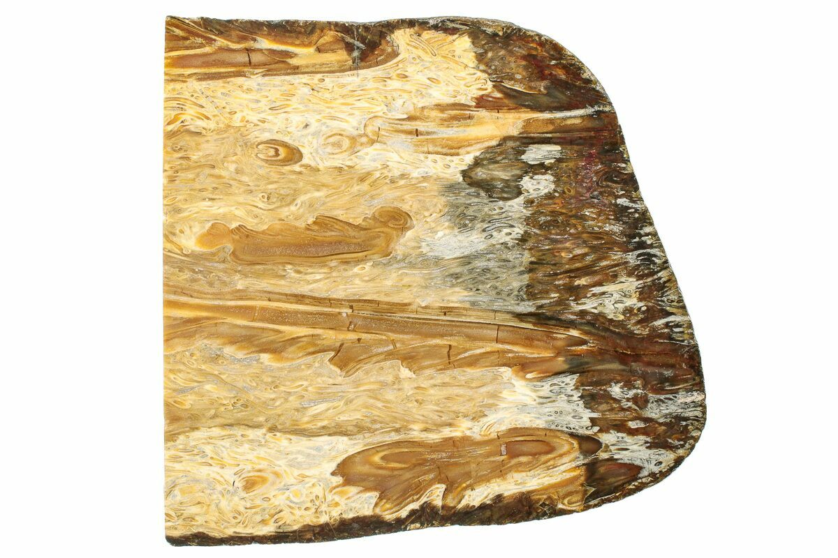 3.7" Cretaceous Petrified Tree Fern (Tempskya) Slab - North Carolina ...