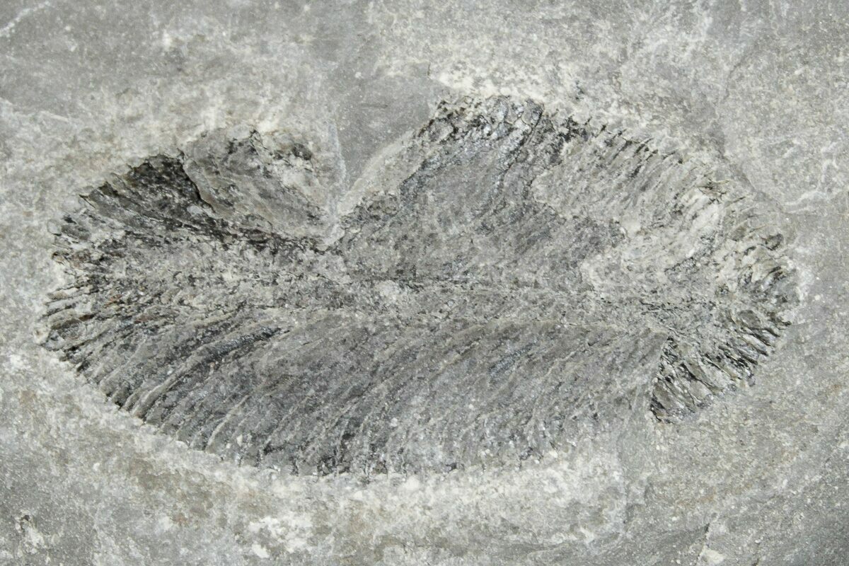 1.1" Ordovician Graptolite (Phyllograptus) - Fillmore Formation, Utah ...