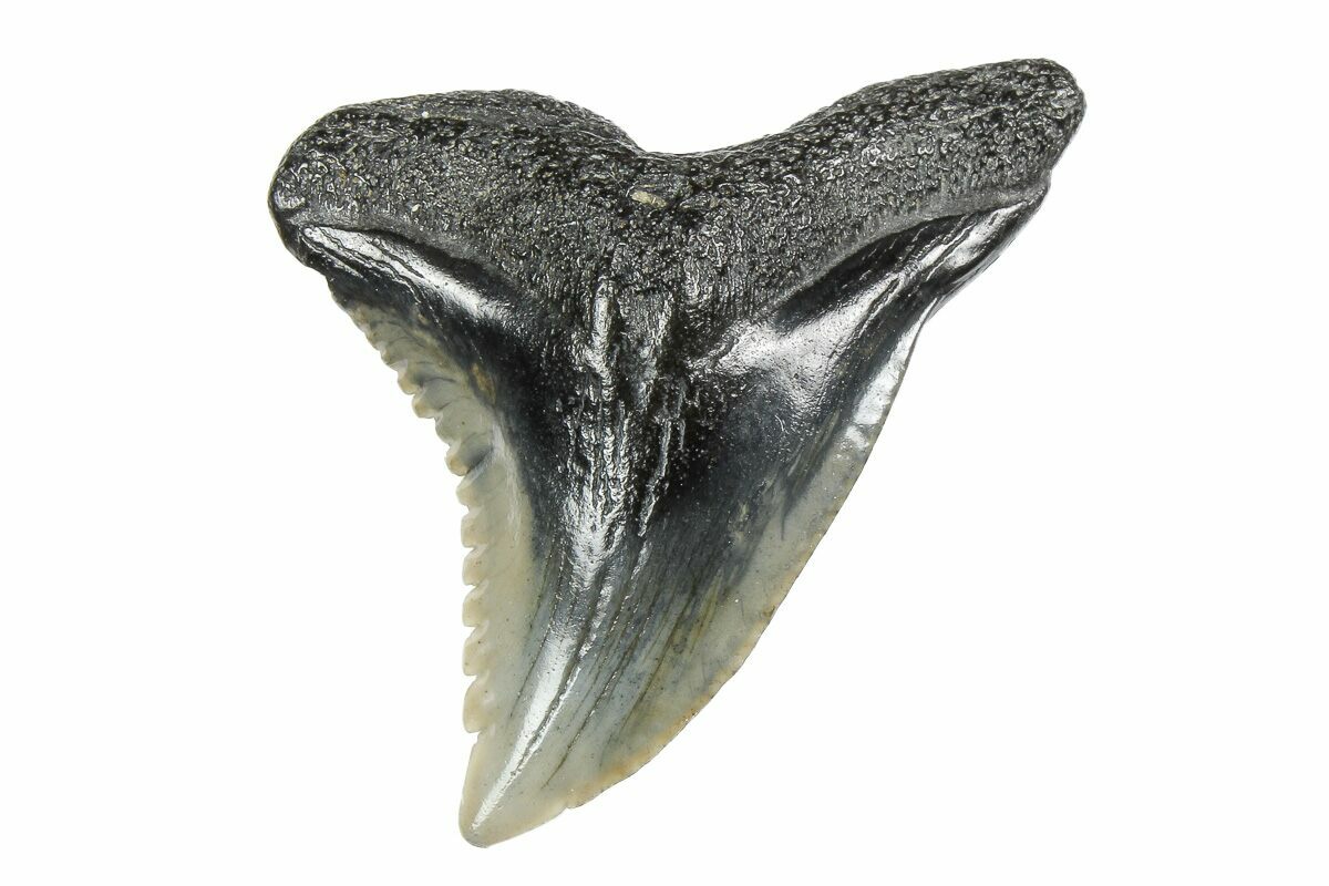 1.14" Snaggletooth Shark (Hemipristis) Tooth - South Carolina (#251003 ...