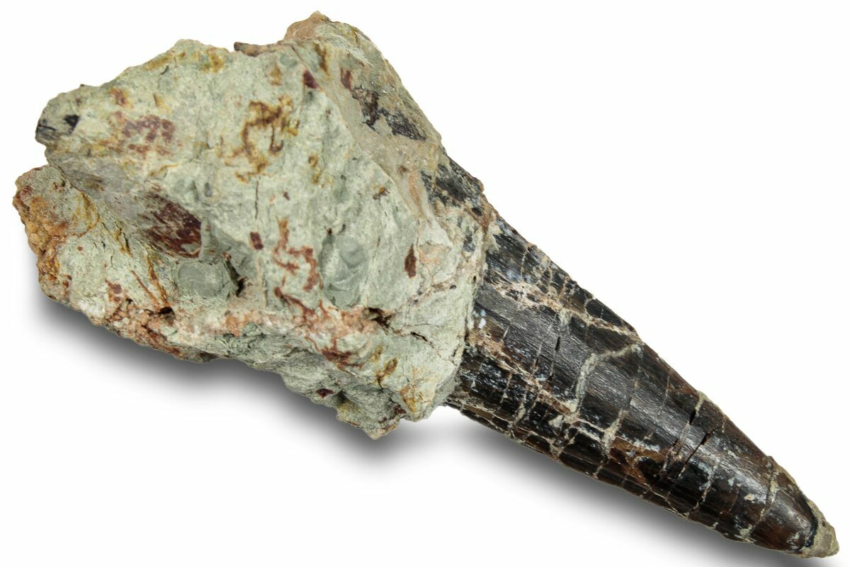 2.60" Spinosaurus Tooth In Rock - Dekkar Formation, Morocco (#252269 ...