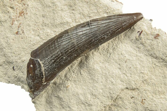 .92" Fossil Plesiosaur (Libonectes) Tooth - Asfla, Morocco (#252339 ...