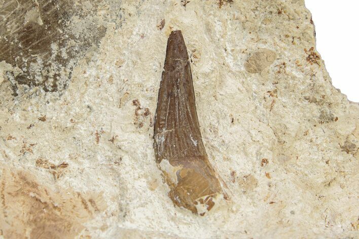 1.05" Fossil Polycotylid Plesiosaur (Thililua?) Tooth On Ammonite ...